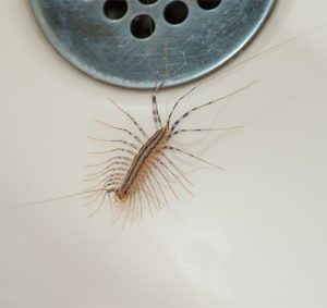 Many-Legged Insects in Vienna, WV | Lamp Pestproof & Wildlife Control